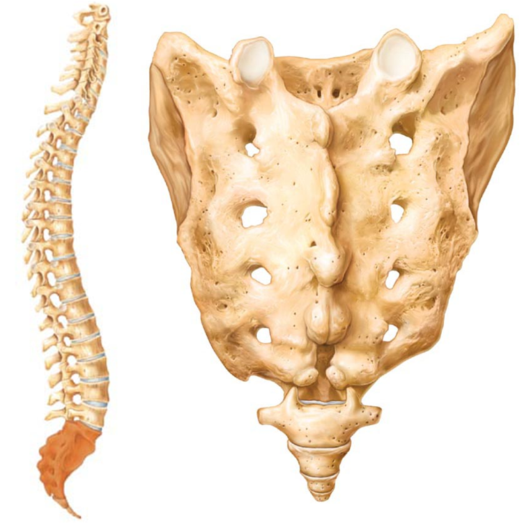 Your Sacrum Your Coccyx Clearview Chiropractic Your Sacrum Your Coccyx Clearview Chiropractic