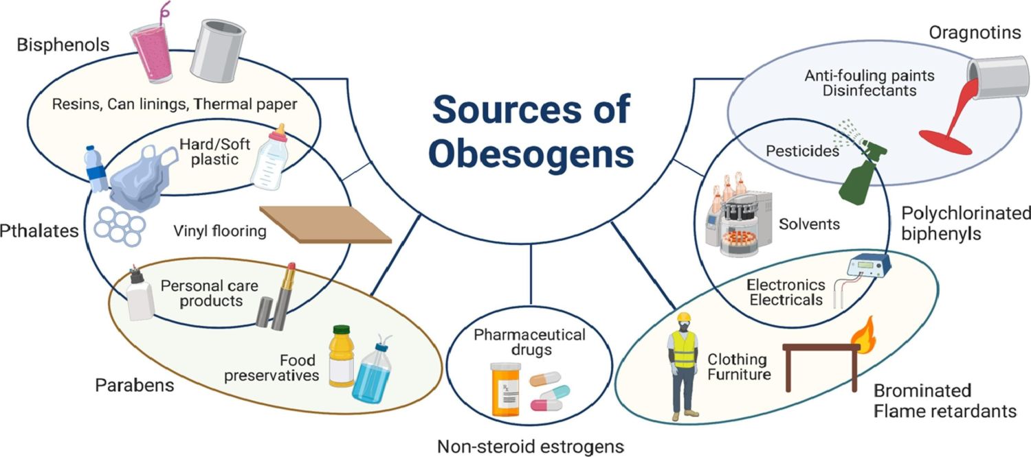 Are You Suffering with the Effects of Obesogens & Unaware? Let’s Fix ...